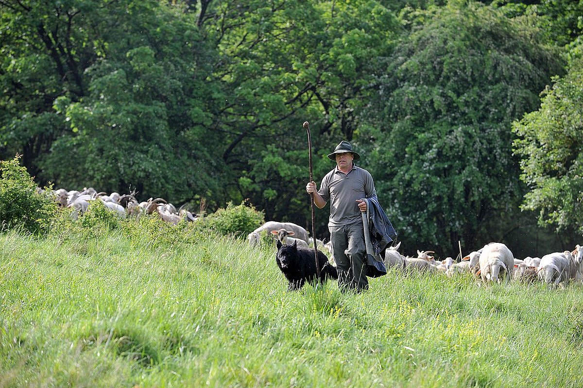 'Bundeszentrum Weidetiere und Wolf' in Eberswalde eröffnet: DVL